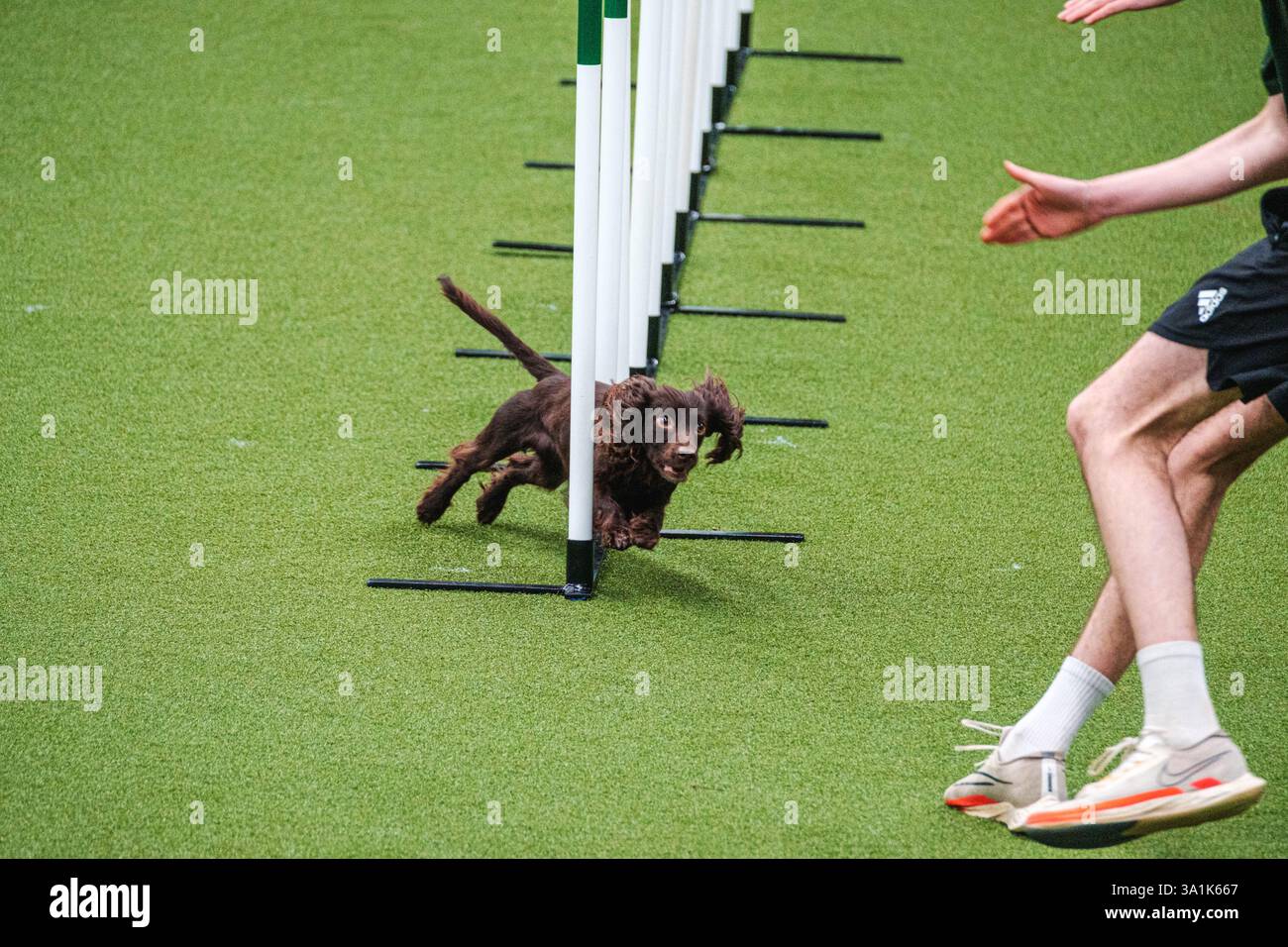 Birmingham, UK. 9th Mar 2025. Birmingham, UK. 9th Mar 2025. Crufts 2025 ...