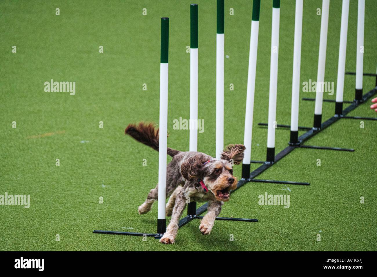 Birmingham, UK. 9th Mar 2025. Birmingham, UK. 9th Mar 2025. Crufts 2025 ...