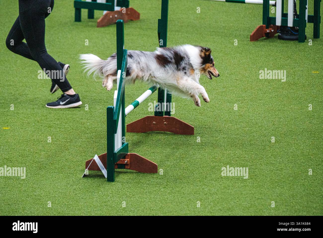 Birmingham, UK. 9th Mar 2025. Birmingham, UK. 9th Mar 2025. Crufts 2025 ...
