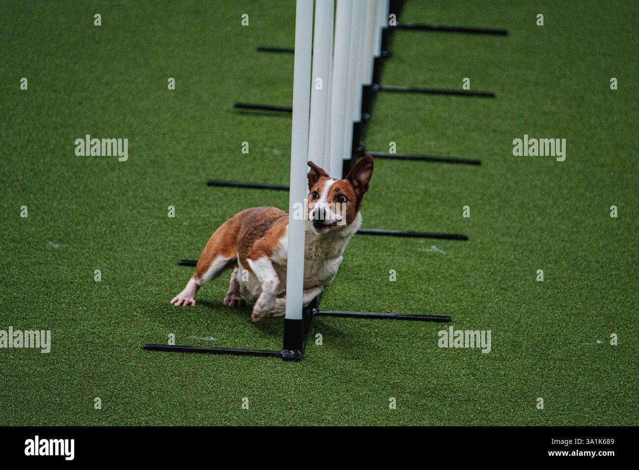 Crufts 2025 Agility – Championships – Small/Medium (Jumping ...