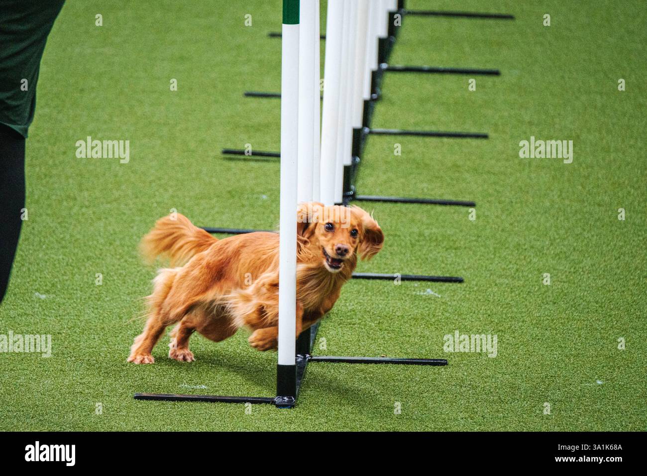Crufts 2025 Agility – Championships – Small/Medium (Jumping ...