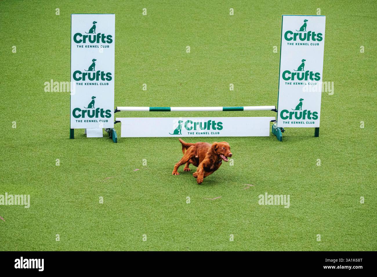 Crufts 2025 Agility – Championships – Small/Medium (Jumping ...