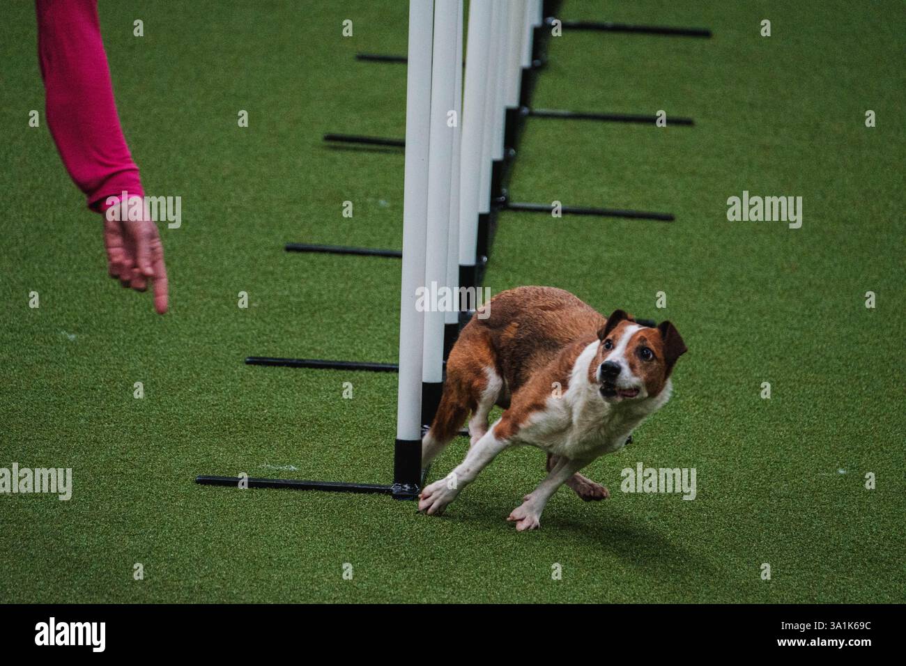 Crufts 2025 Agility – Championships – Small/Medium (Jumping ...