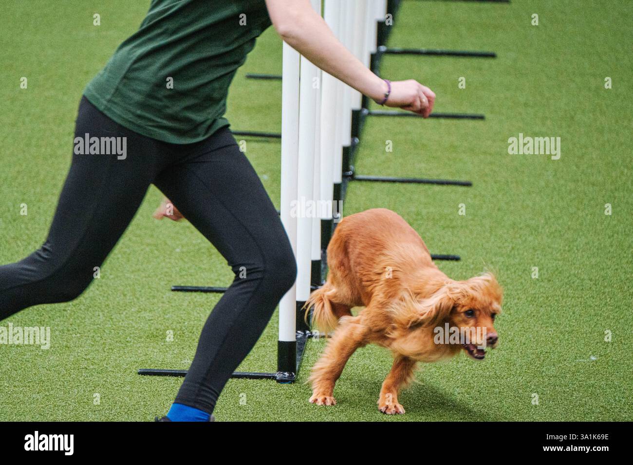 Birmingham, UK. 9th Mar 2025. Birmingham, UK. 9th Mar 2025. Crufts 2025 ...