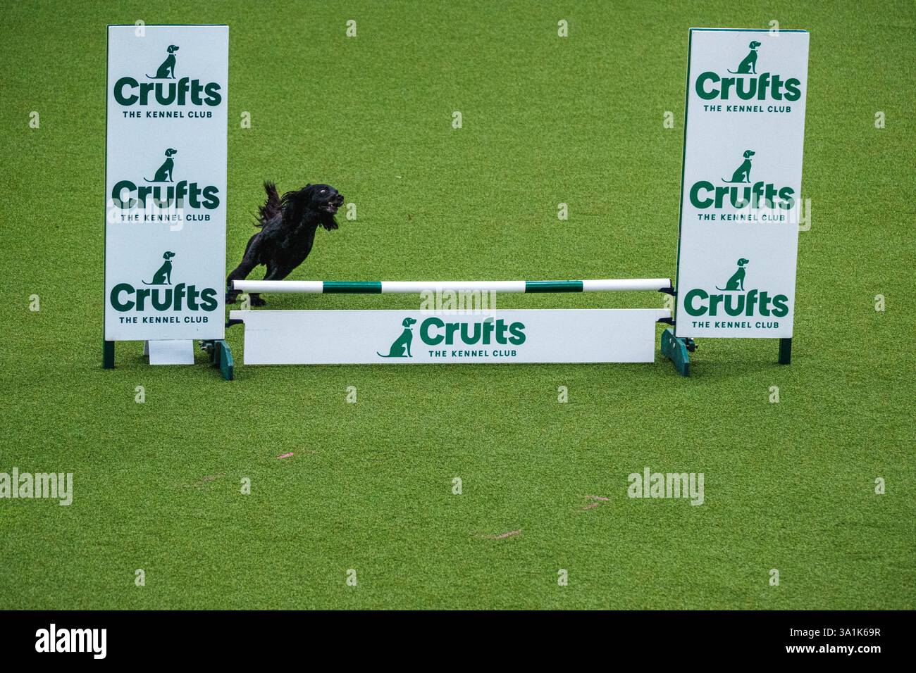 Birmingham, UK. 9th Mar 2025. Birmingham, UK. 9th Mar 2025. Crufts 2025 ...