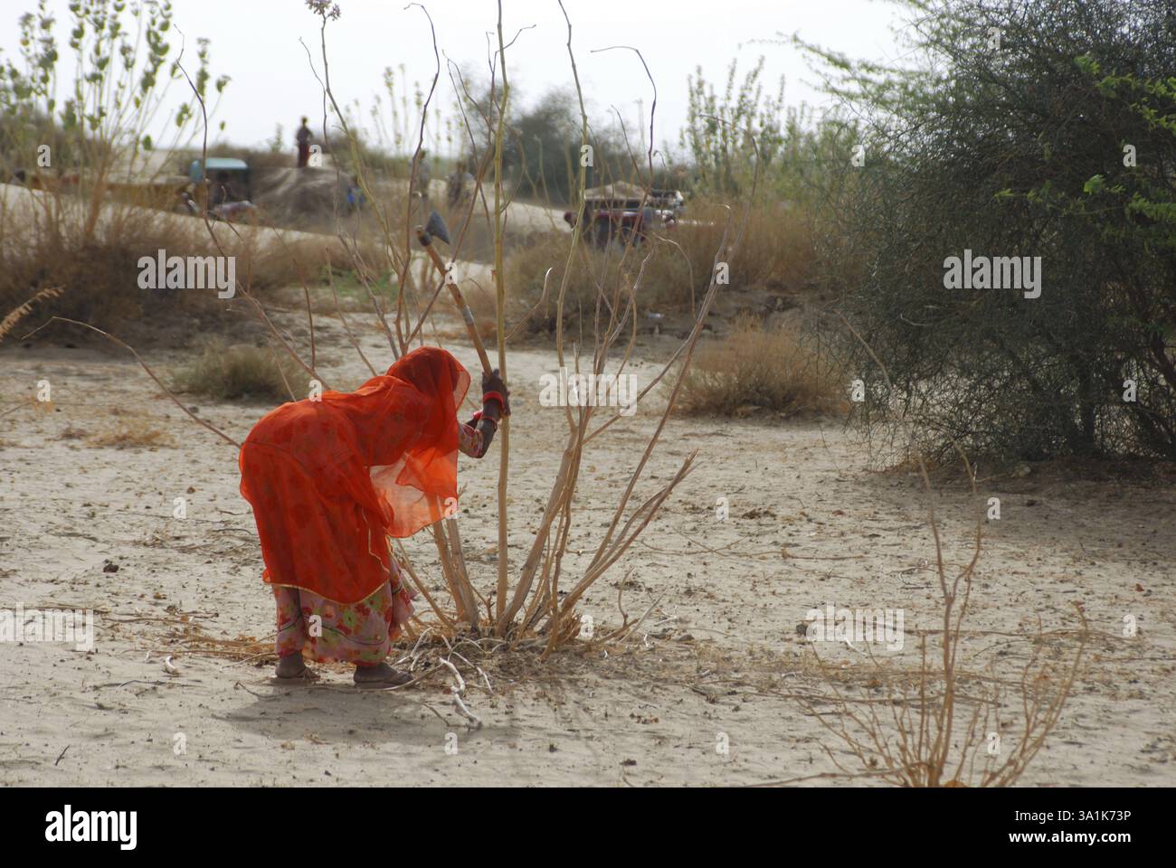 Woman cutting aakda for fuel, Jaisalmer, Rajasthan, India, Asia Stock ...