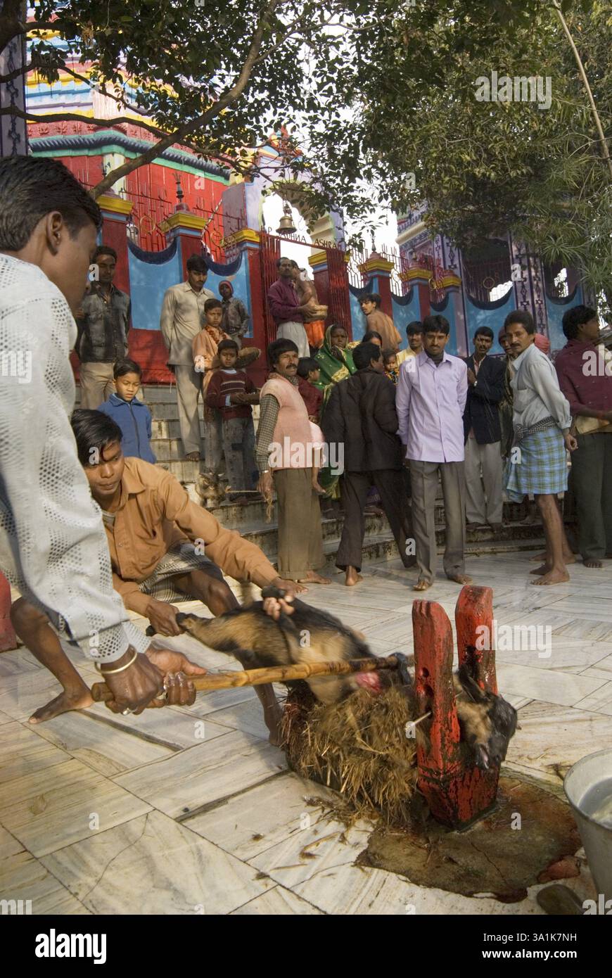 Religious sacrifice of goat at Rajrappa temple and Maa Chhinna Mastika ...