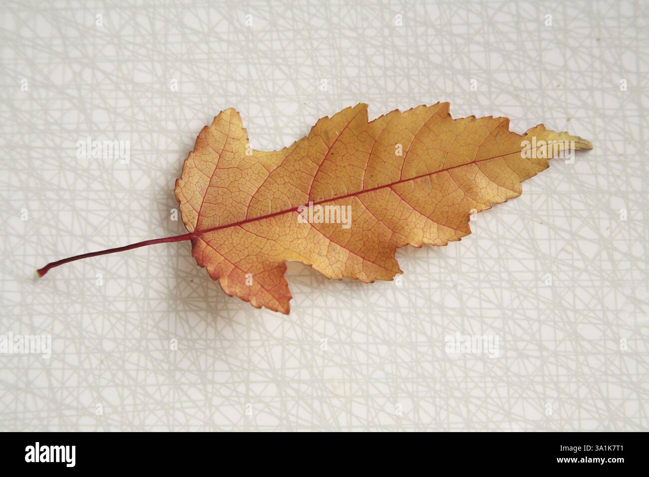 Individual single autumn fall leaf hi-res stock photography and images ...