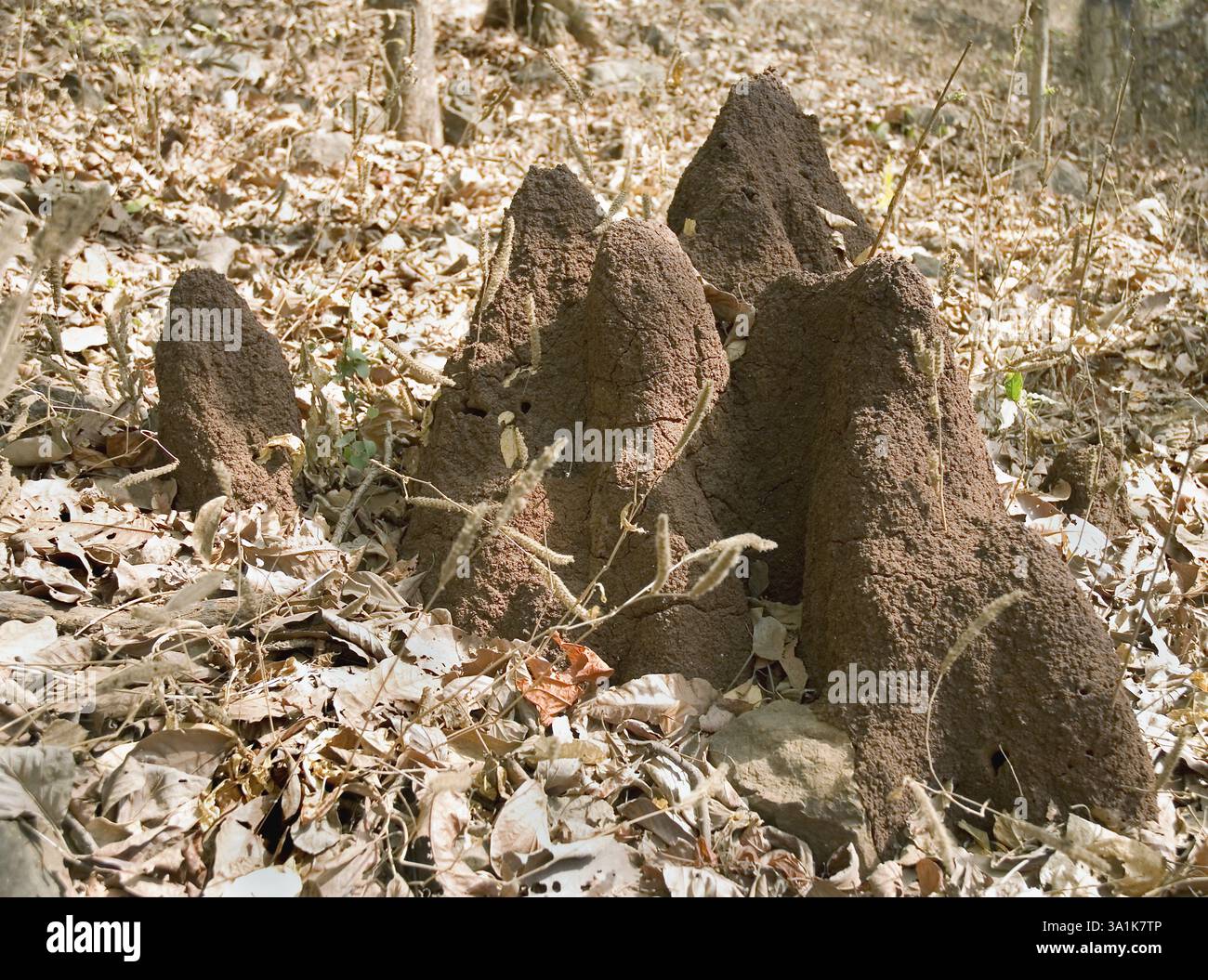 Insects, anthill in Goregaon, Bombay Mumbai, Maharashtra, India, Asia ...