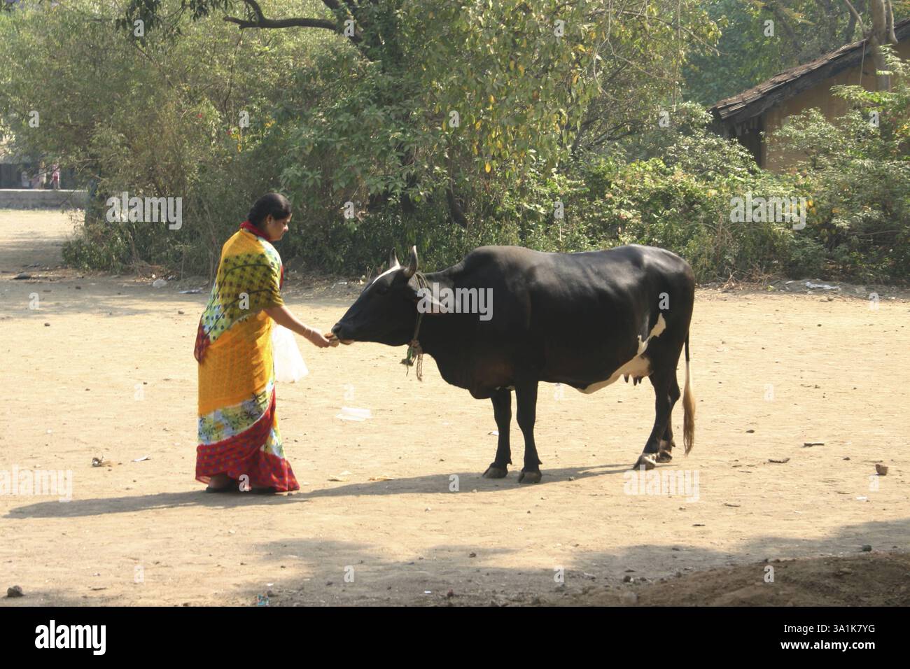 Lady feeding cow at Dombivai city, Maharashtra, India, Asia Stock Photo ...