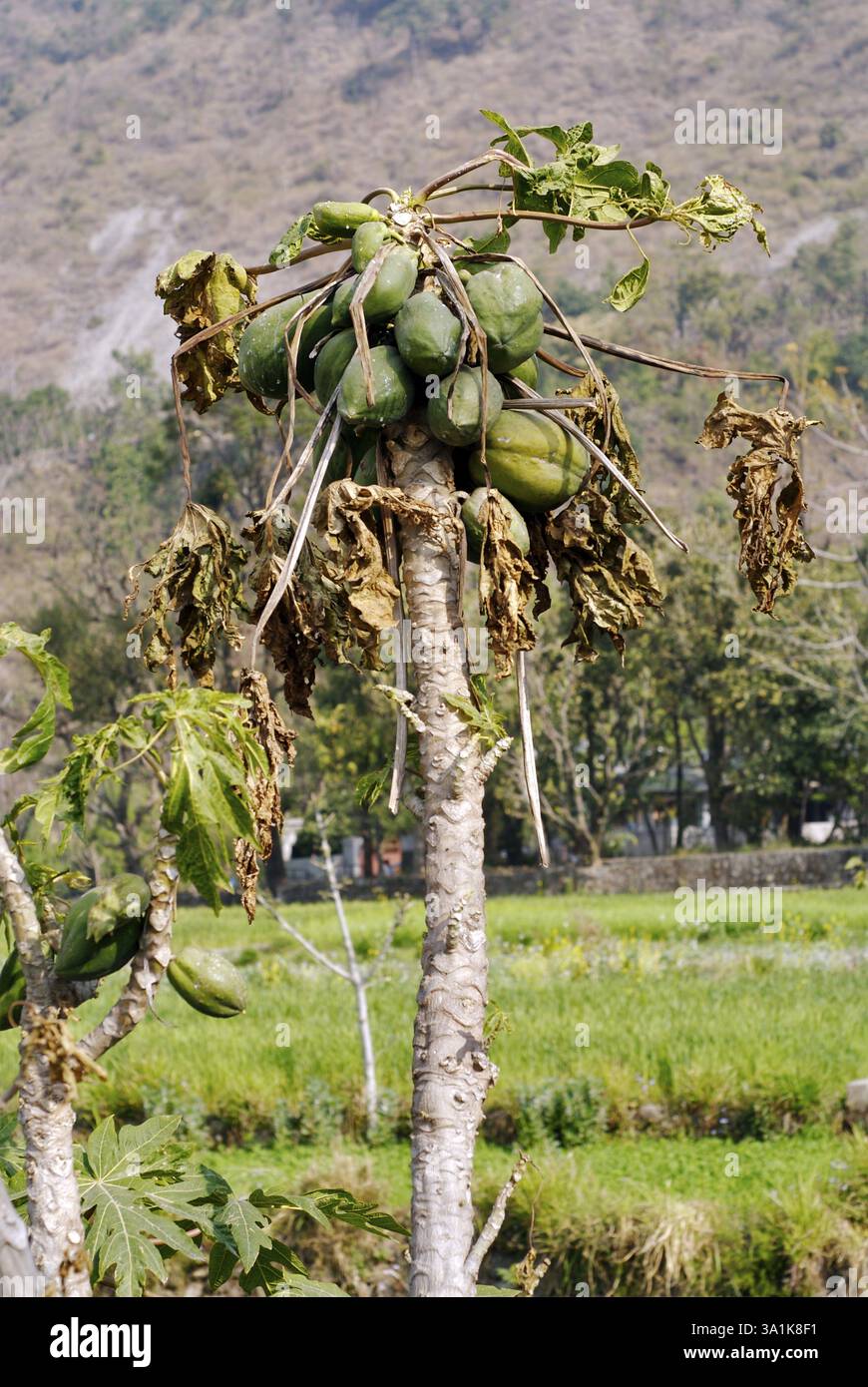 Dehradun trees hi-res stock photography and images - Alamy