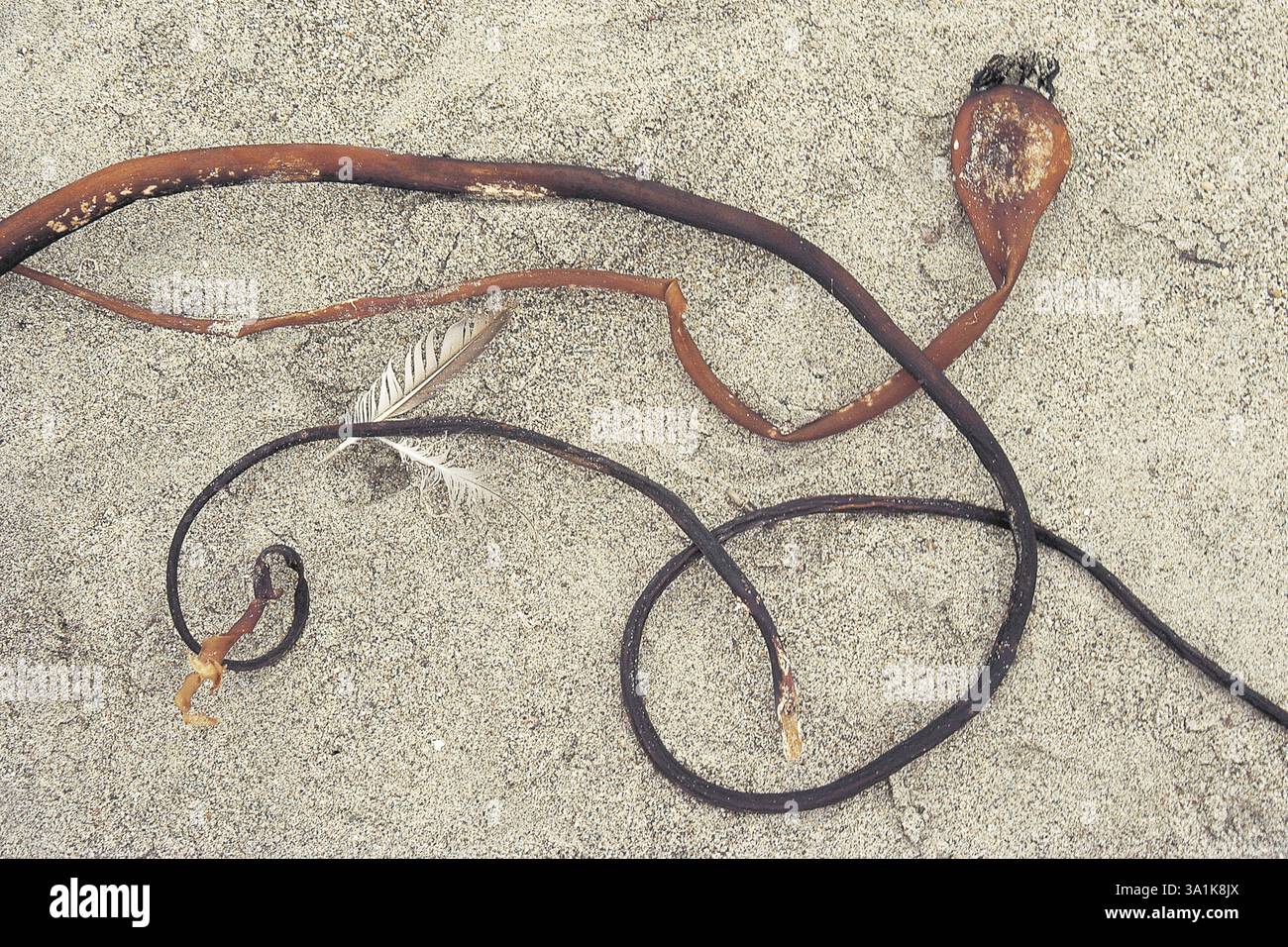 Snake like dried branches of sea plant, Garapata, California, U.S.A ...
