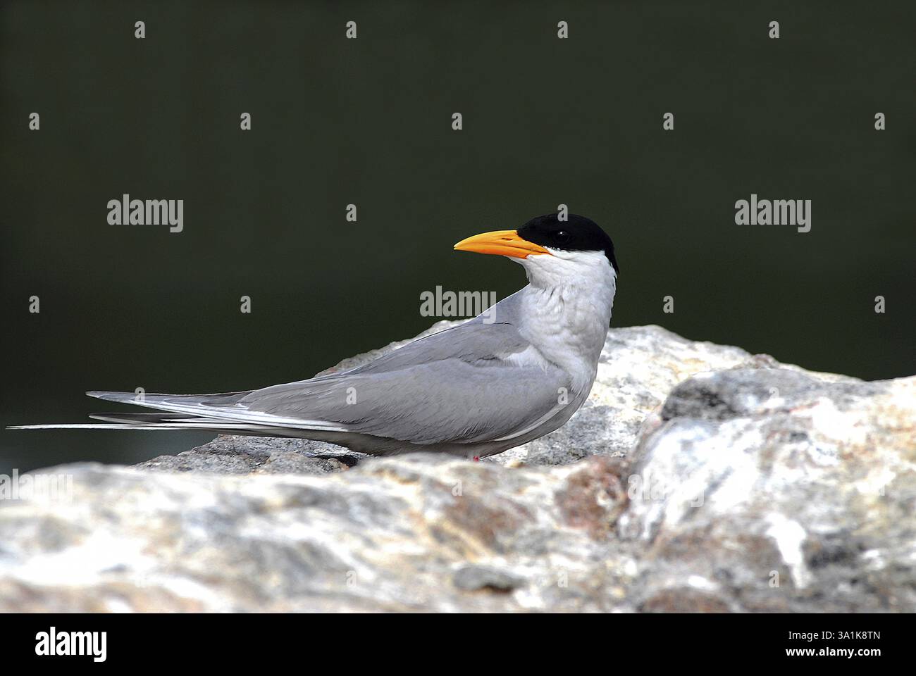 Birds, Indian River Tern Sterna aurantia Stock Photo - Alamy
