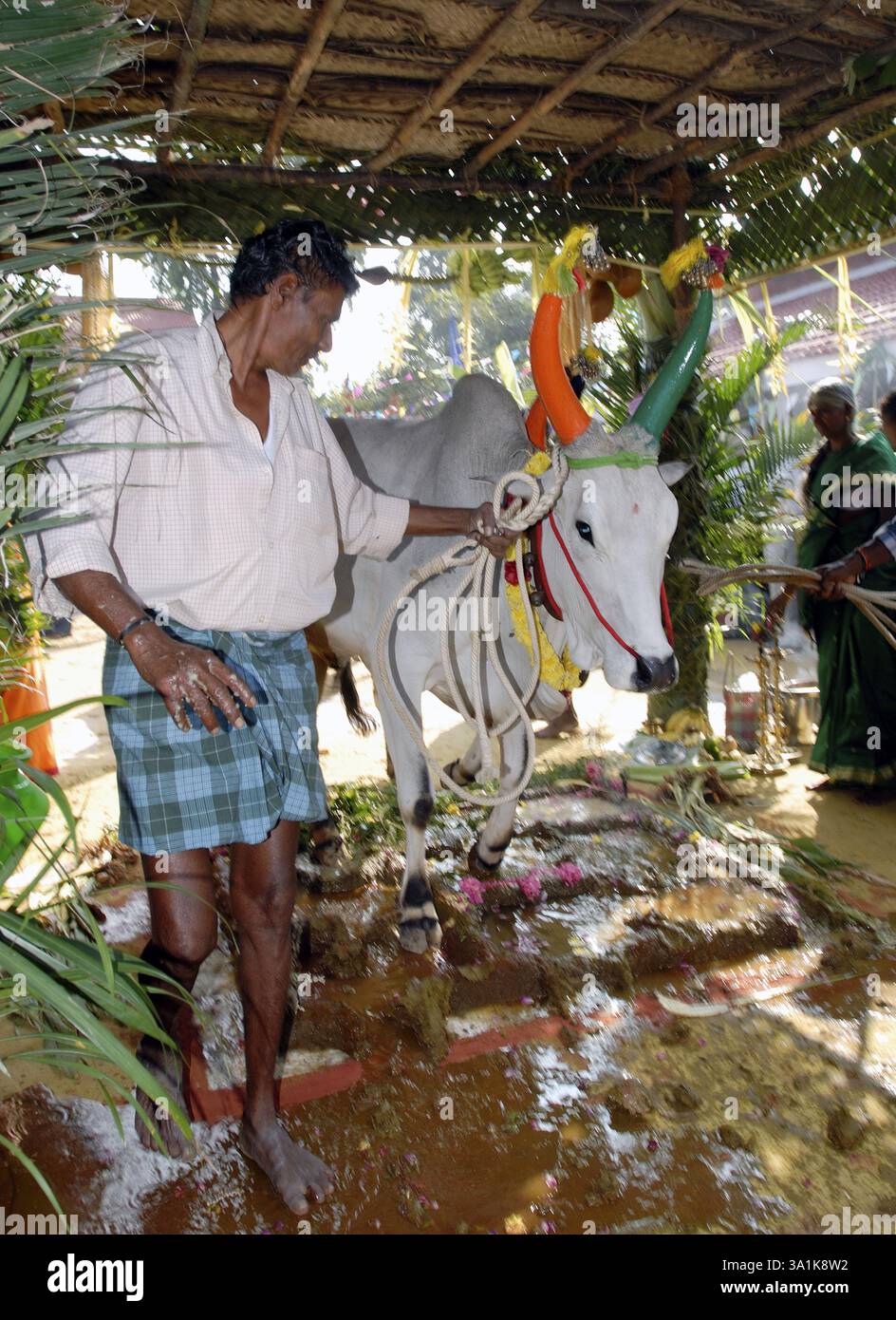Decorated Cows and bullocks, farmers celebrating Pongal festival ...