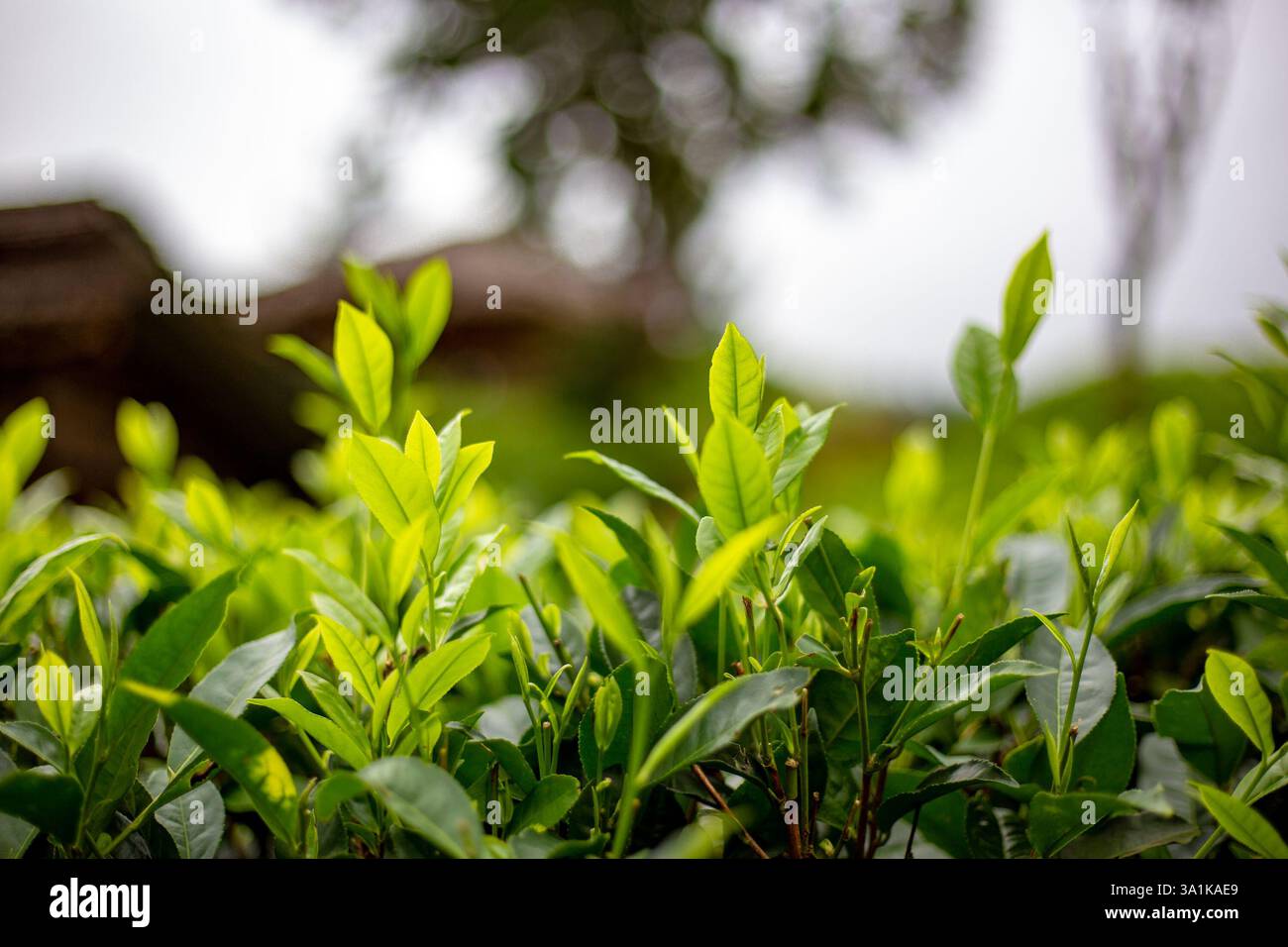 Close-up of fresh green tea leaves in a lush tea plantation, capturing ...