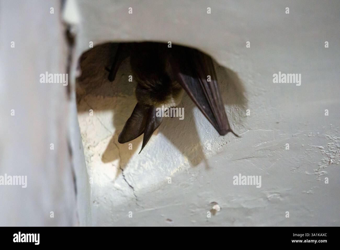 Fringed Myotis Bat Myotis Thysanodes Hanging Upside Down Sleeping On A ...