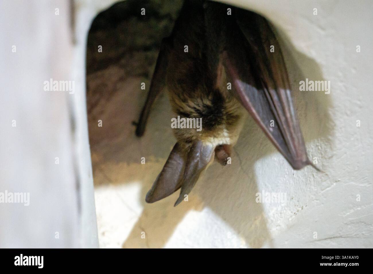 Fringed Myotis Bat Myotis Thysanodes Hanging From A Ceiling While ...