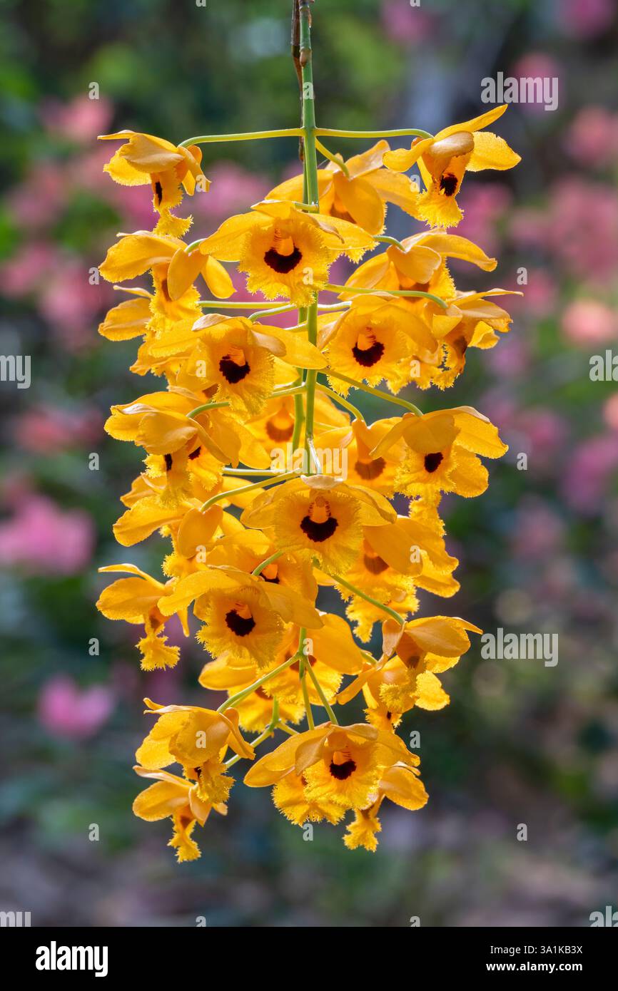 Closeup view of epiphytic tropical orchid species dendrobium fimbriatum ...