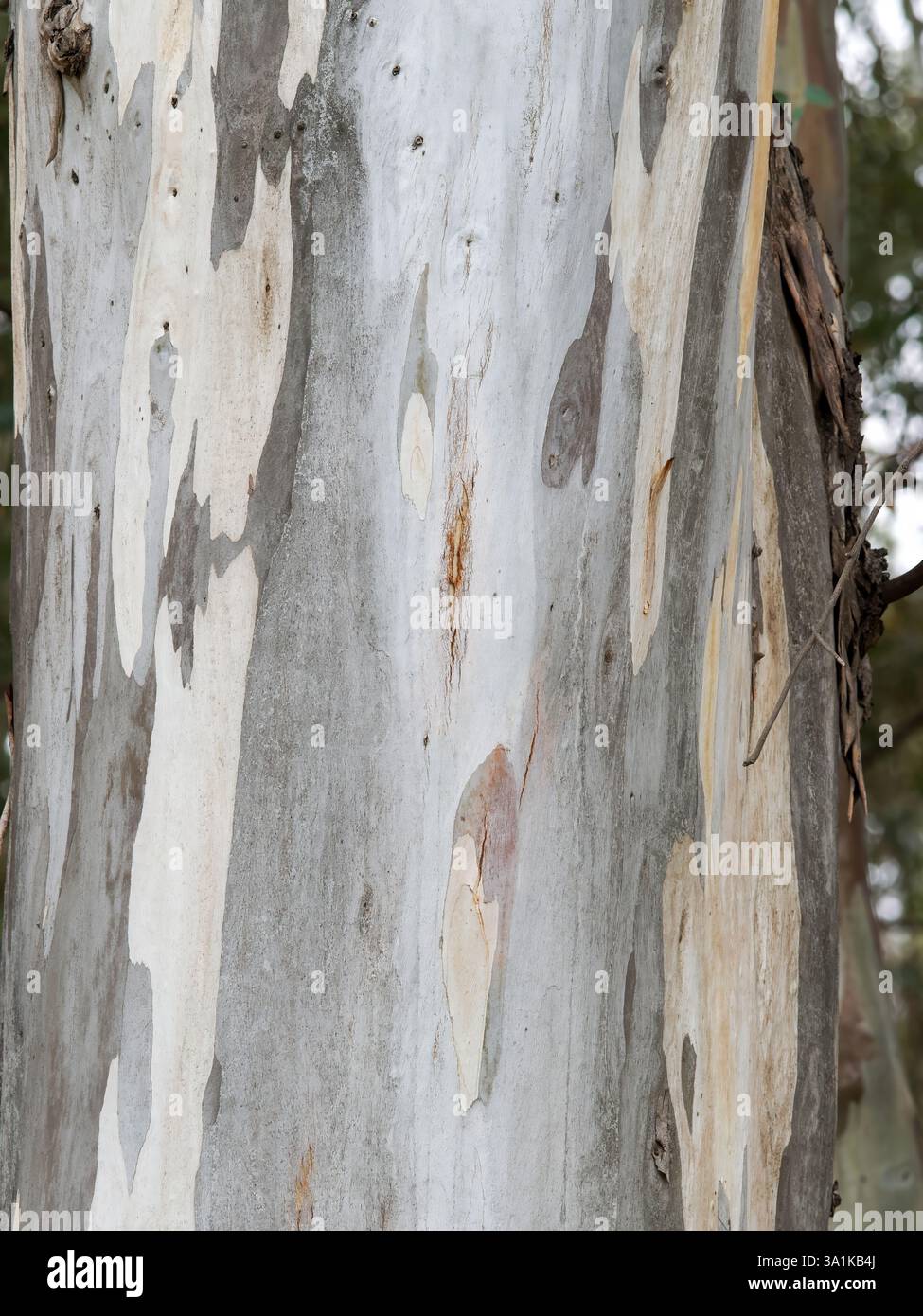 Unique growth patterns hi-res stock photography and images - Alamy