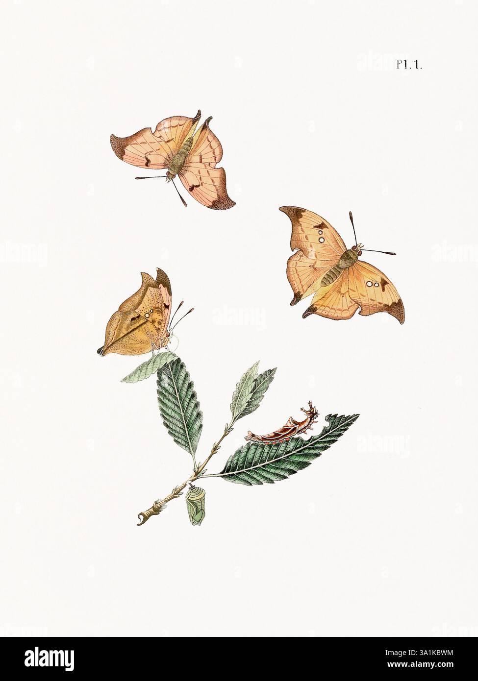 Antique butterfly illustration from a Dutch book. Circa 1848. Exquisite ...