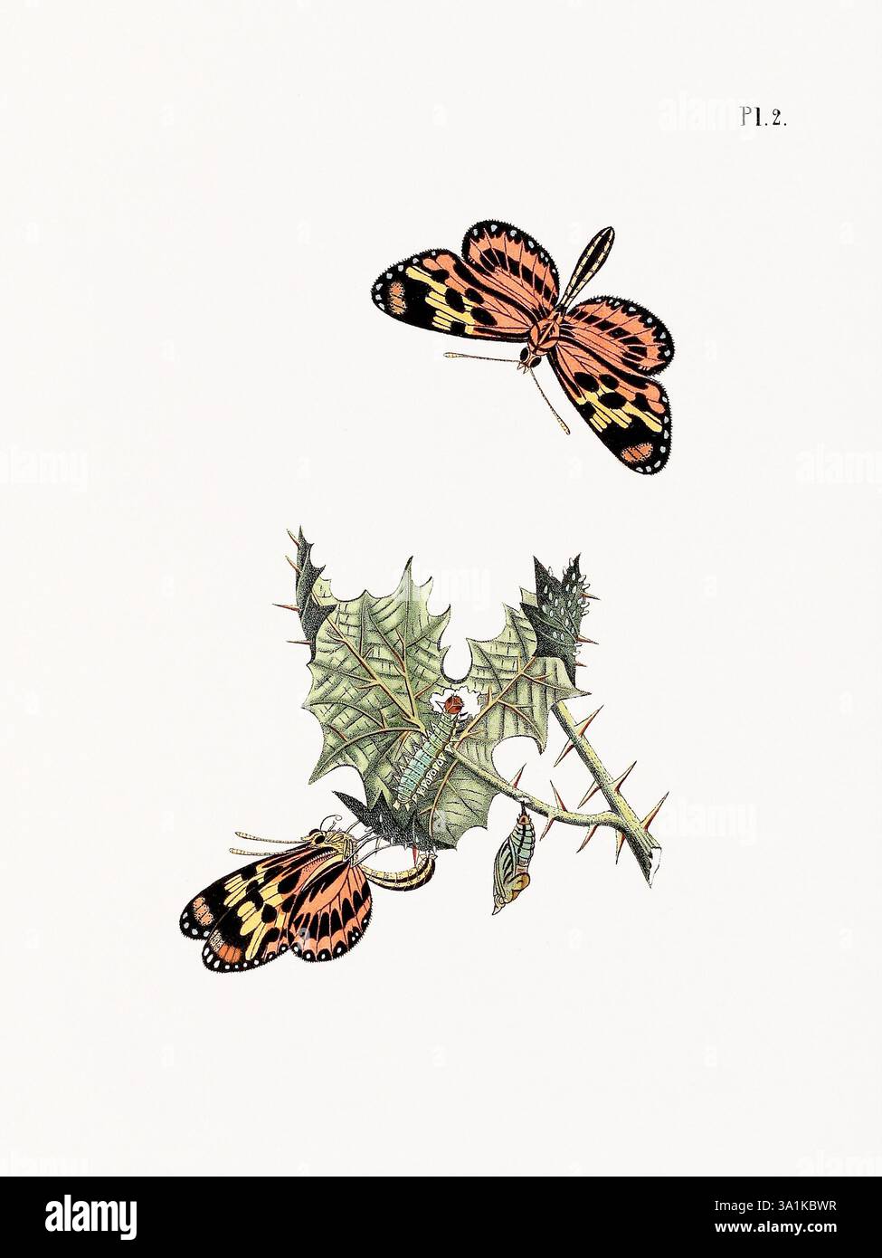 Antique butterfly illustration from a Dutch book. Circa 1848. Exquisite ...