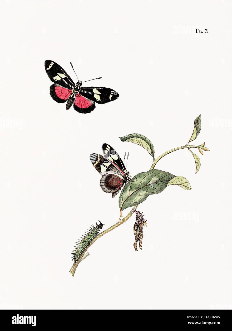 Antique butterfly illustration from a Dutch book. Circa 1848. Exquisite ...