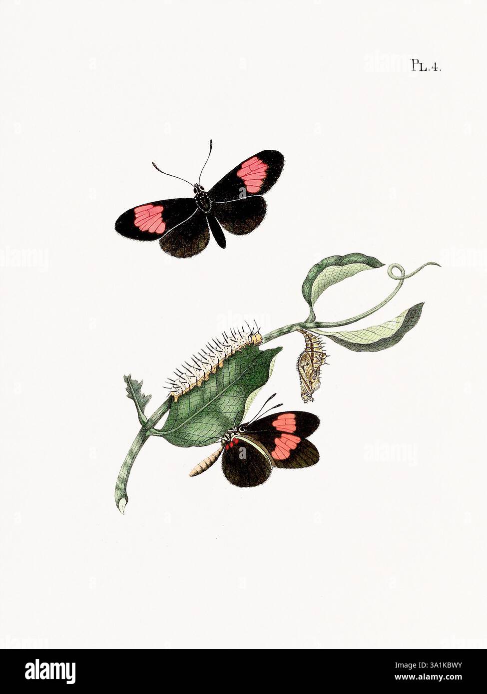Antique butterfly illustration from a Dutch book. Circa 1848. Exquisite ...