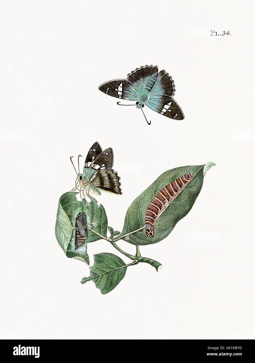 Antique butterfly illustration from a Dutch book. Circa 1848. Exquisite ...
