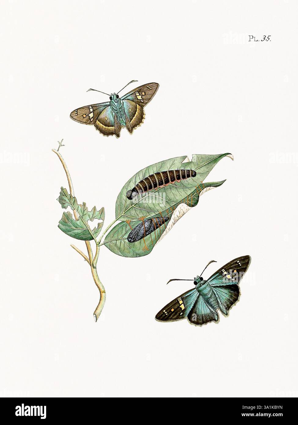 Antique butterfly illustration from a Dutch book. Circa 1848. Exquisite ...
