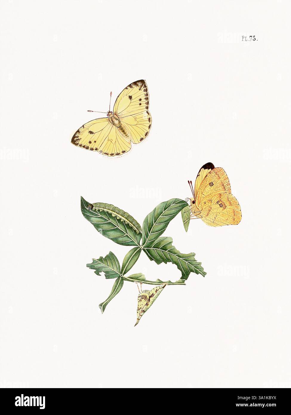 Antique butterfly illustration from a Dutch book. Circa 1848. Exquisite ...