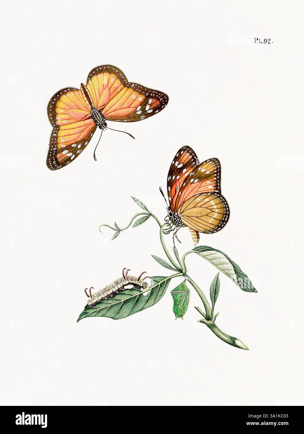 Antique butterfly illustration from a Dutch book. Circa 1848. Exquisite ...
