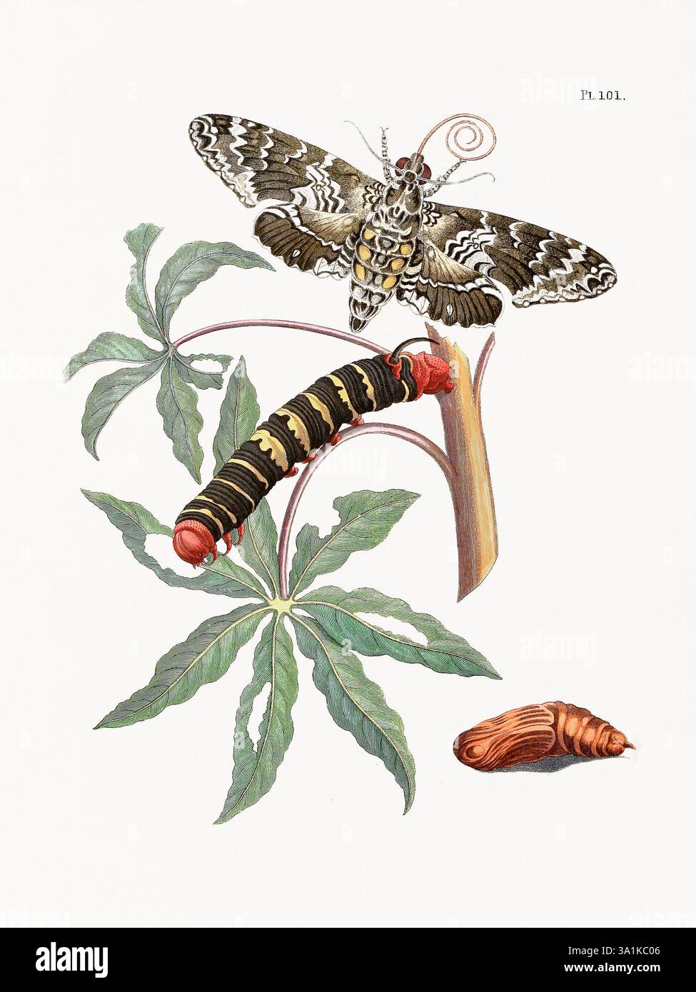 Antique butterfly illustration from a Dutch book. Circa 1848. Exquisite ...