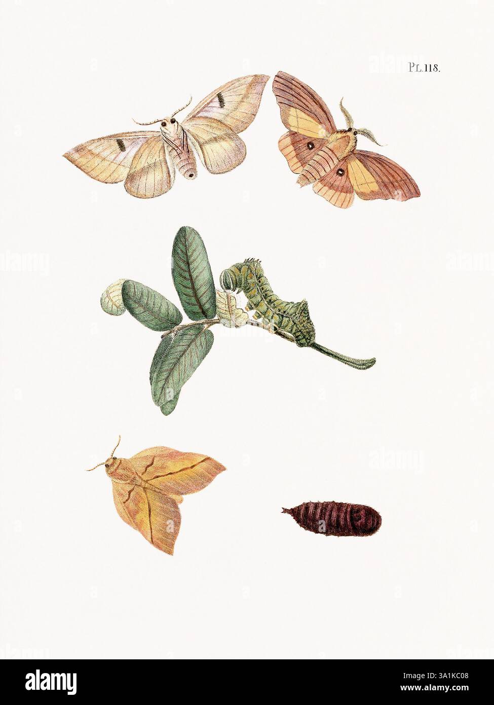 Antique butterfly illustration from a Dutch book. Circa 1848. Exquisite ...