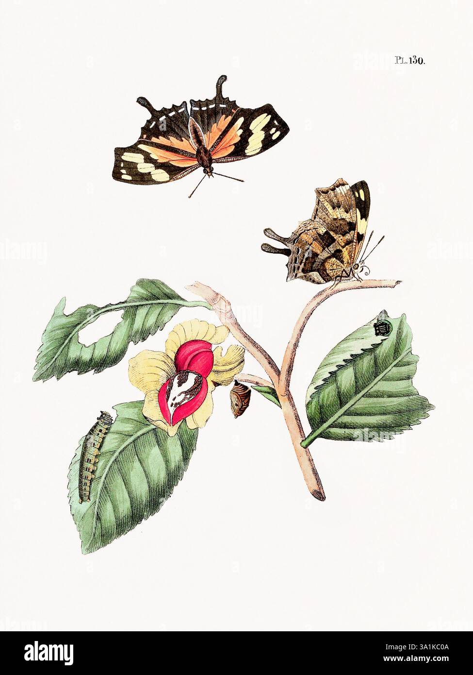 Antique butterfly illustration from a Dutch book. Circa 1848. Exquisite ...
