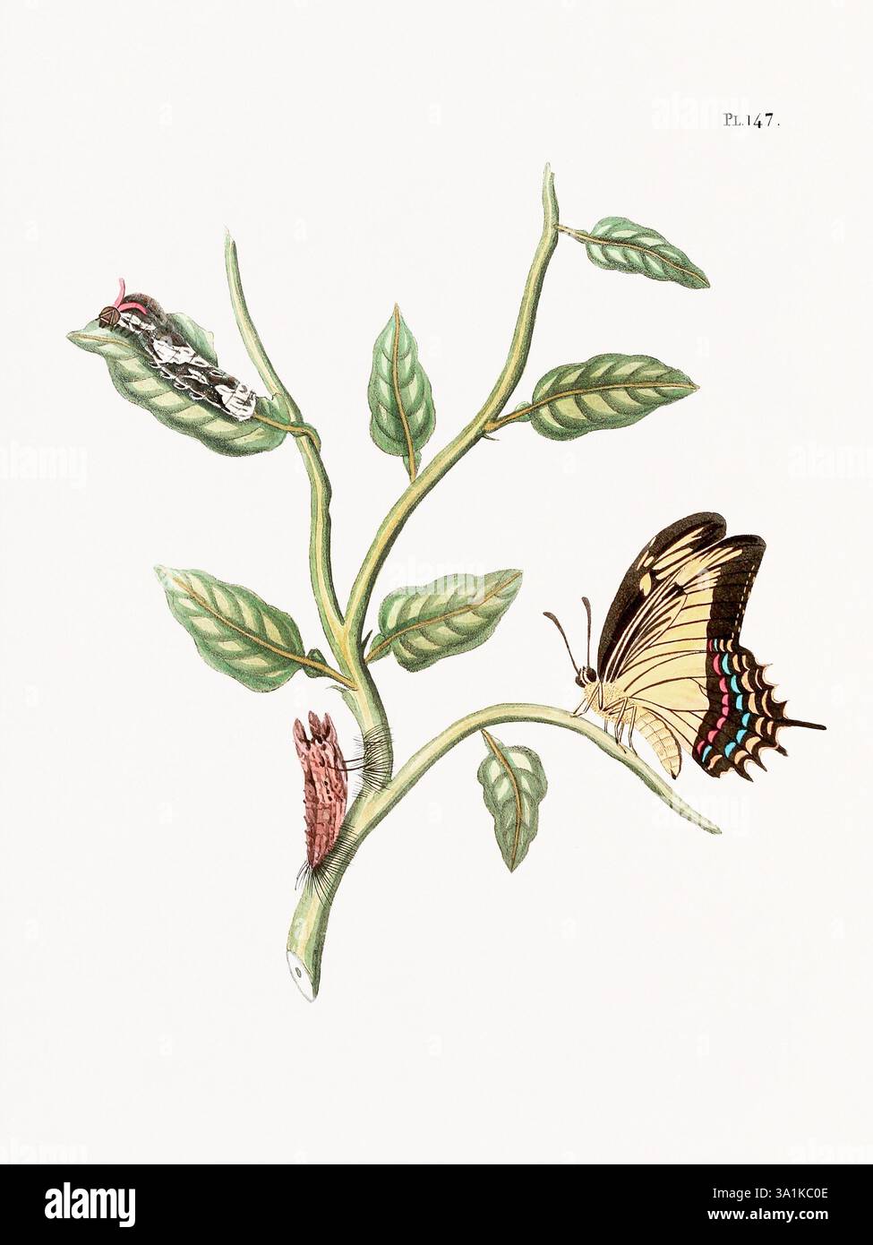 Antique butterfly illustration from a Dutch book. Circa 1848. Exquisite ...
