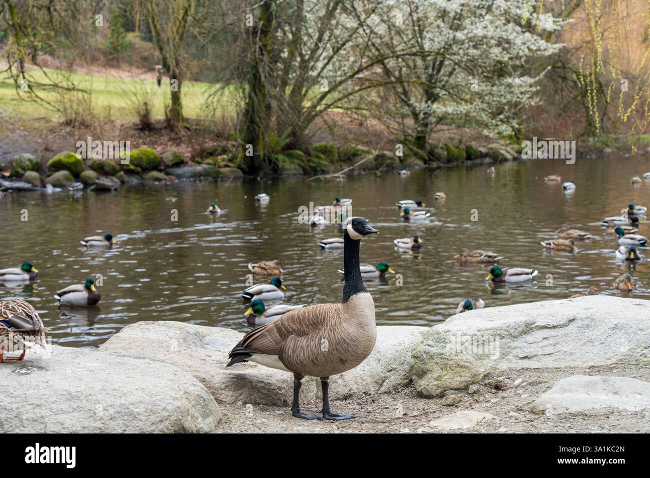 Canada Goose at The Duck Pond in cherry blossom spring time season ...