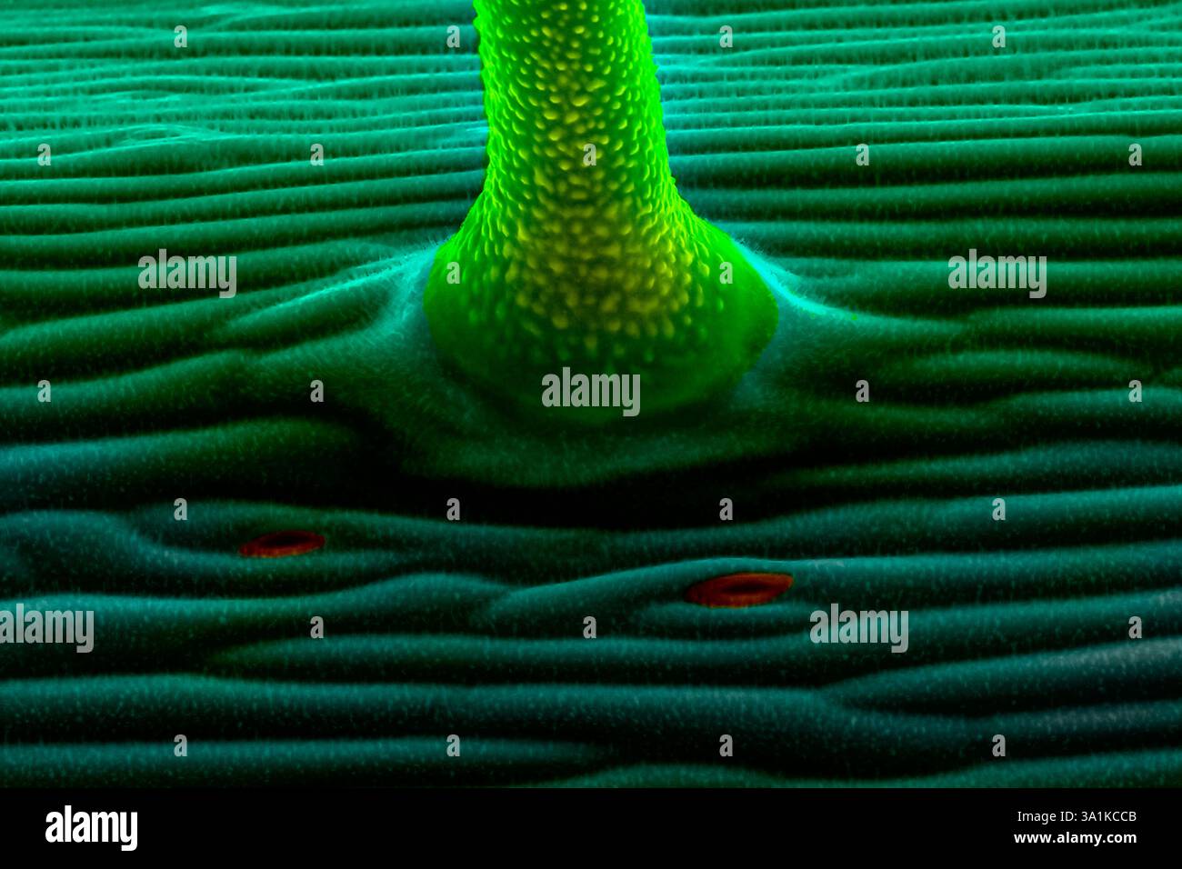 Thale cress (Arabidopsis thaliana) stem epidermis with hairs, and ...