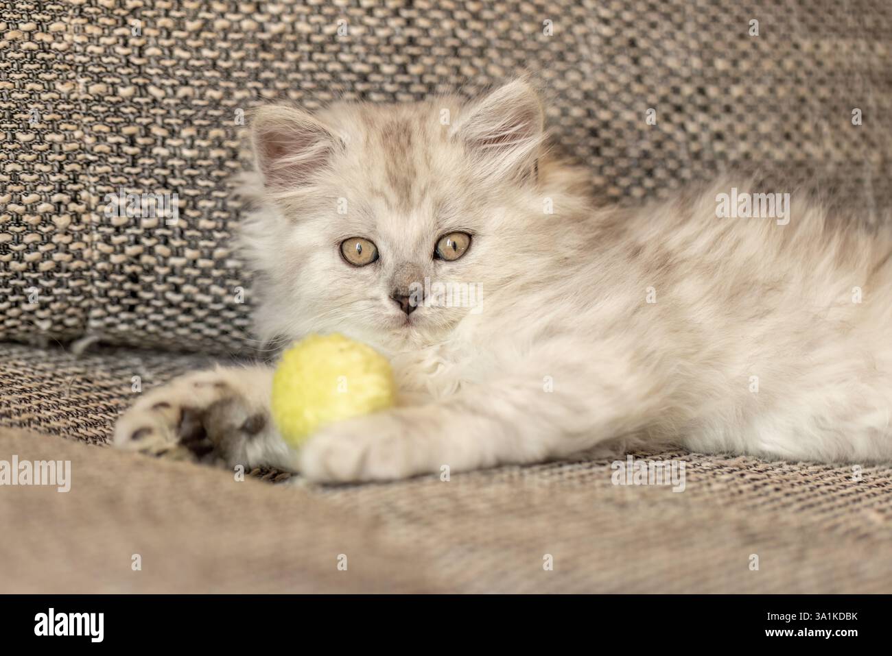 A cute silver tabby ragdoll crossbreed kitten playing with a cat toy on ...