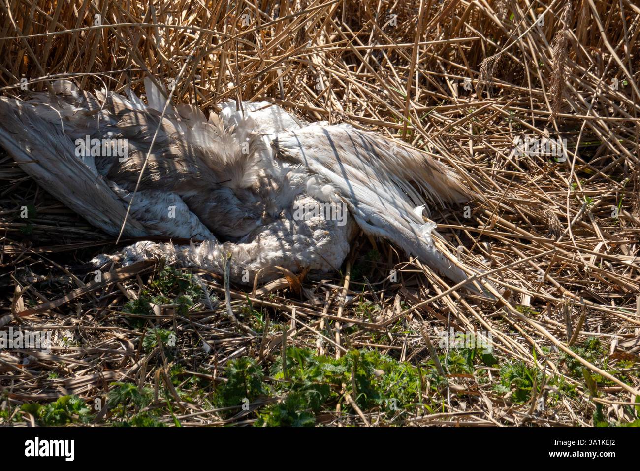 The Fens dead swan on river bank, River Nene Stock Photo - Alamy