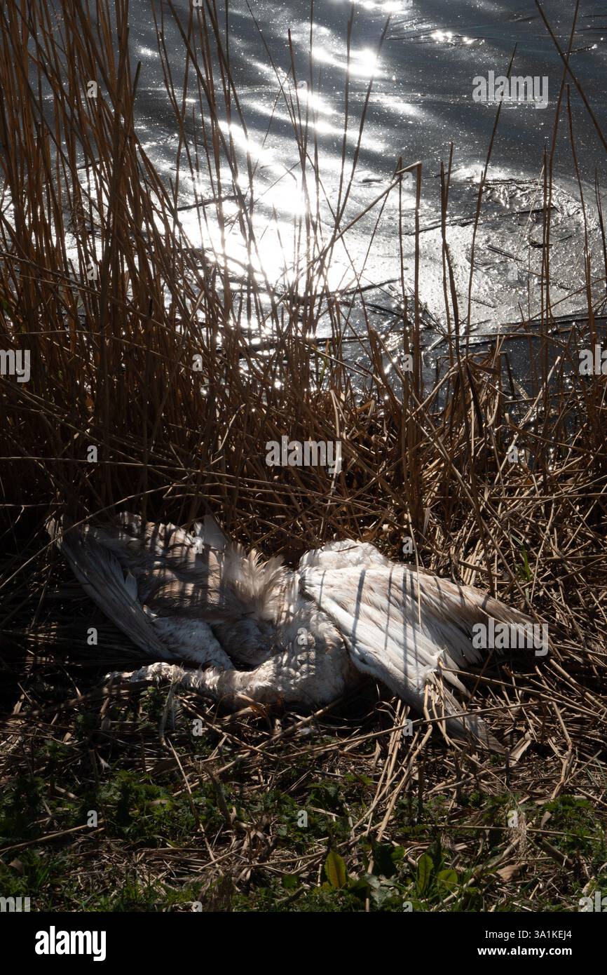 The Fens dead swan on river bank, River Nene Stock Photo - Alamy
