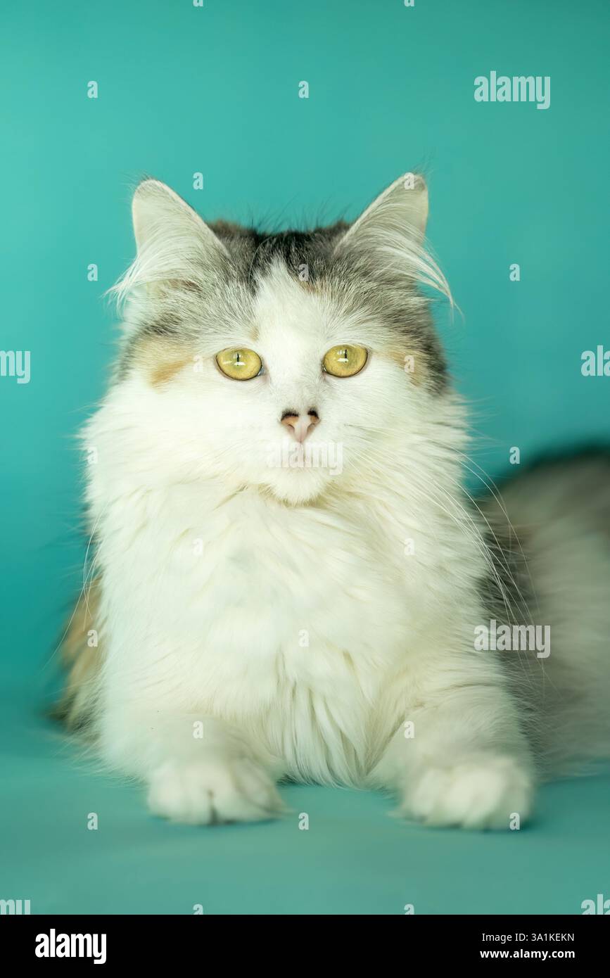 Portrait of an adult female longhaired calico cat in front of blue ...