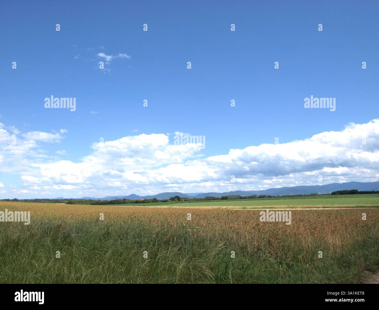 The farmland, vast field, stunning sky, warm weather and endless path ...