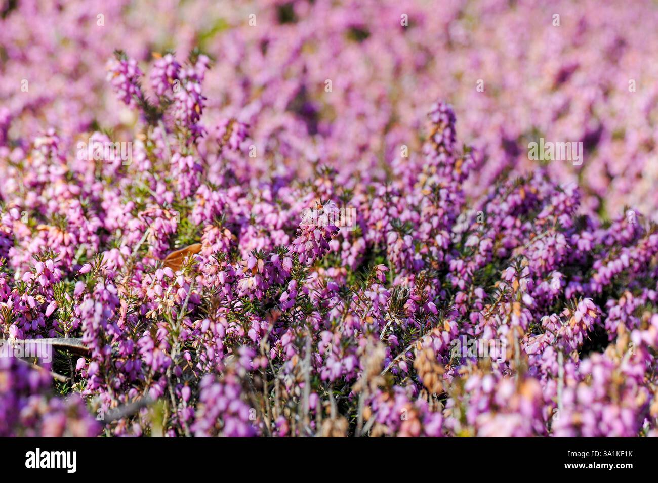 Frühling, Blumen, Frühlingsboten 09.03.2025, Linz, AUT, Fruehling ...