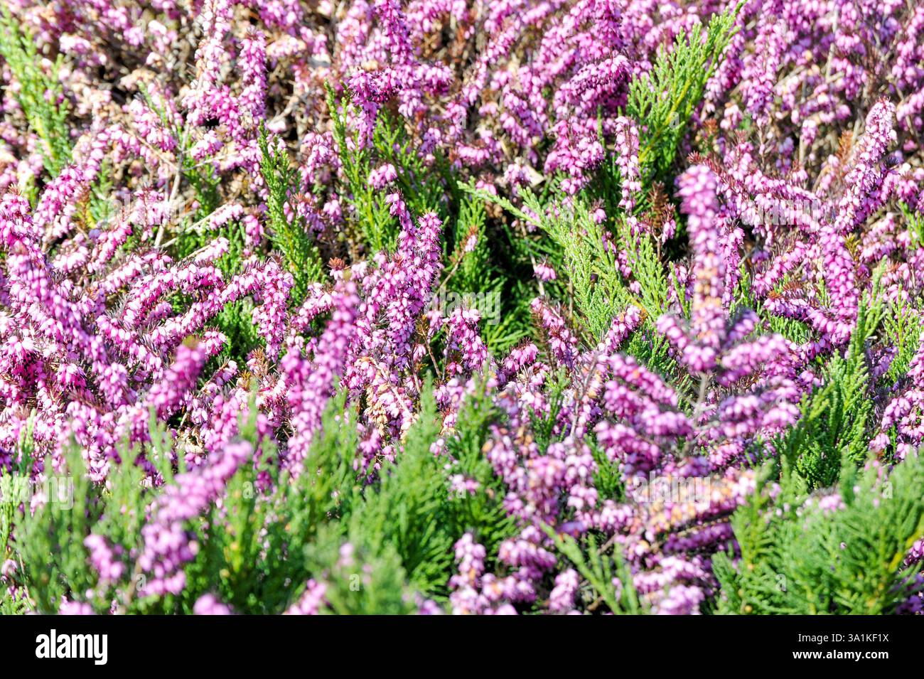 Frühling, Blumen, Frühlingsboten 09.03.2025, Linz, AUT, Fruehling ...