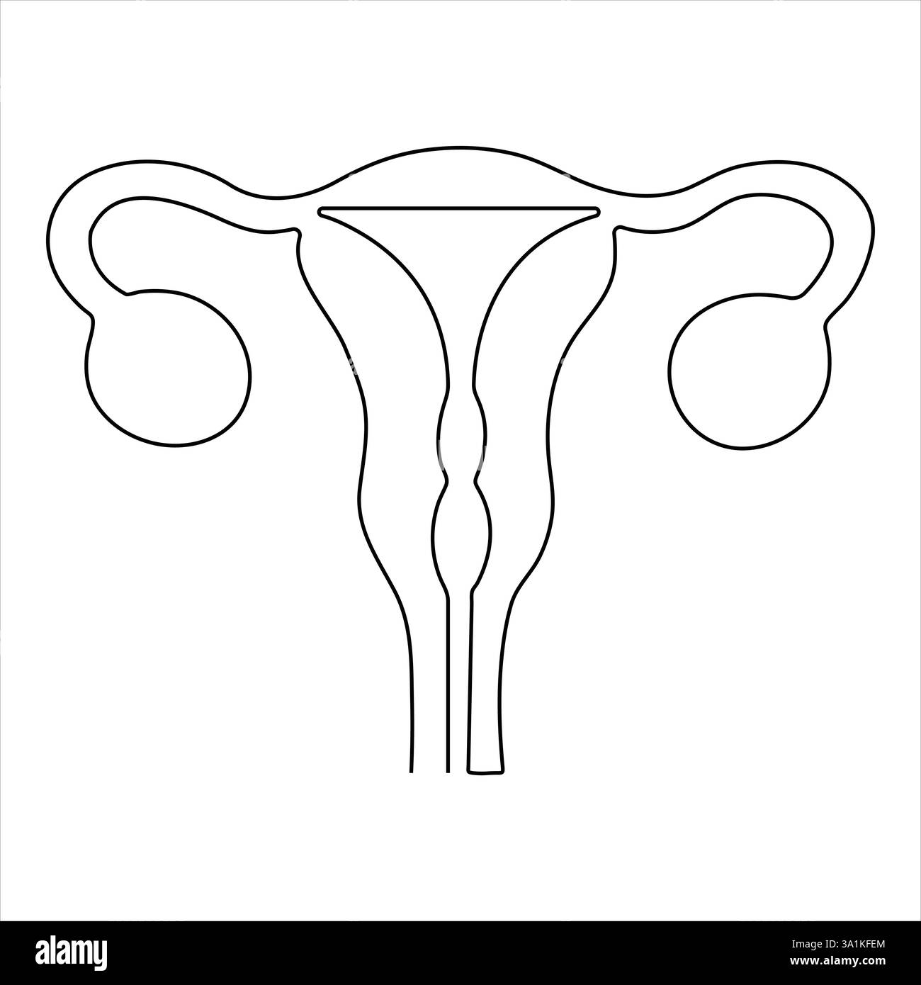 Female reproductive uterus of continuous single line art drawing and ...