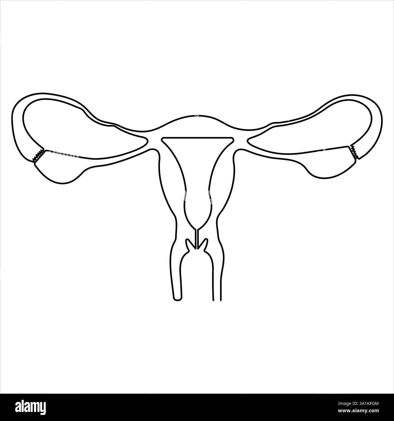 Female reproductive system diagram Black and White Stock Photos ...