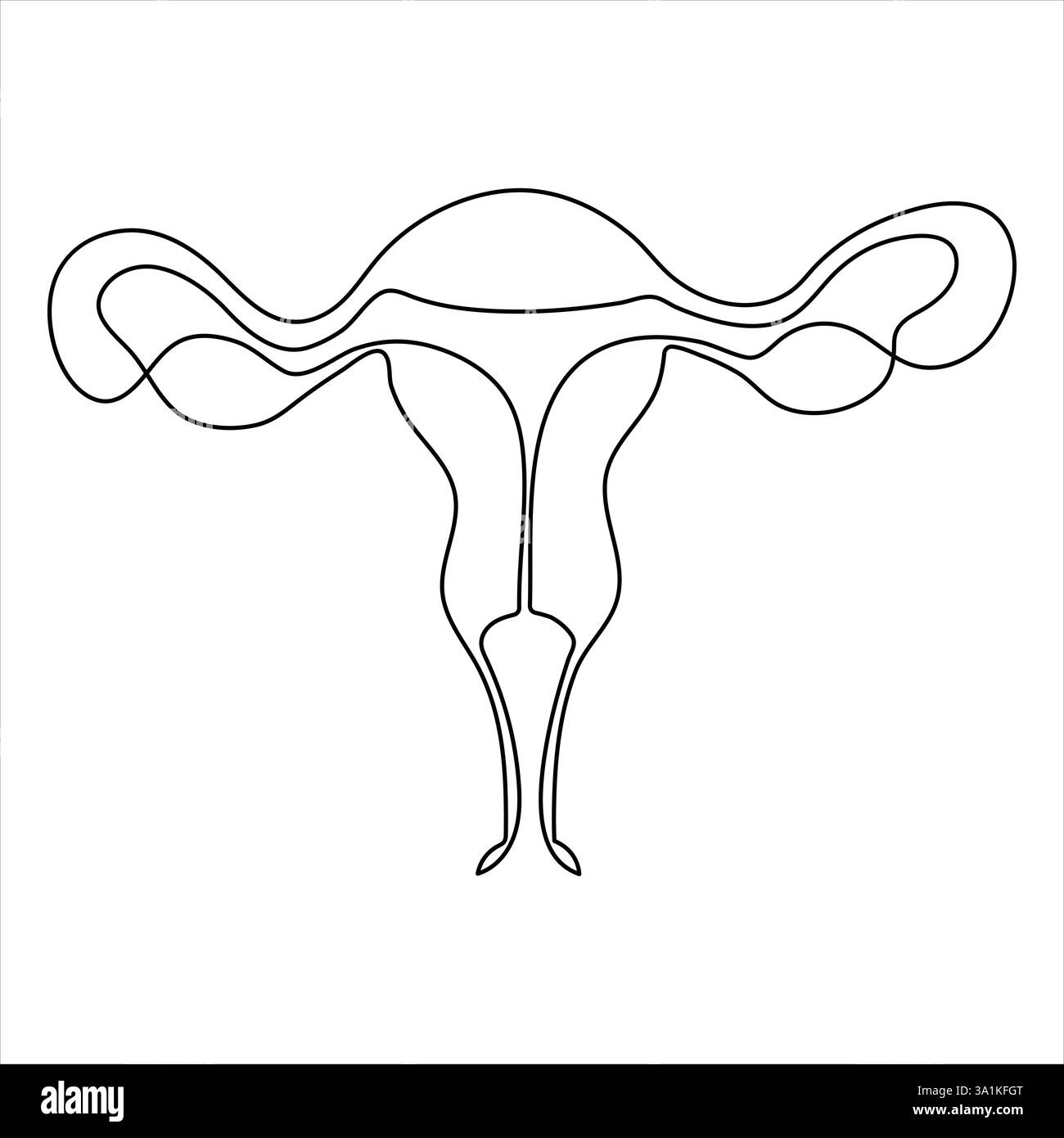 Female reproductive uterus of continuous single line art drawing and ...
