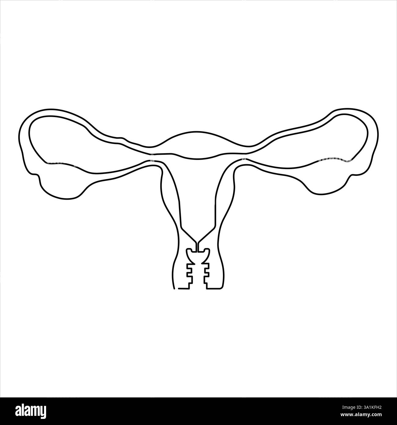 Female reproductive uterus of continuous single line art drawing and ...