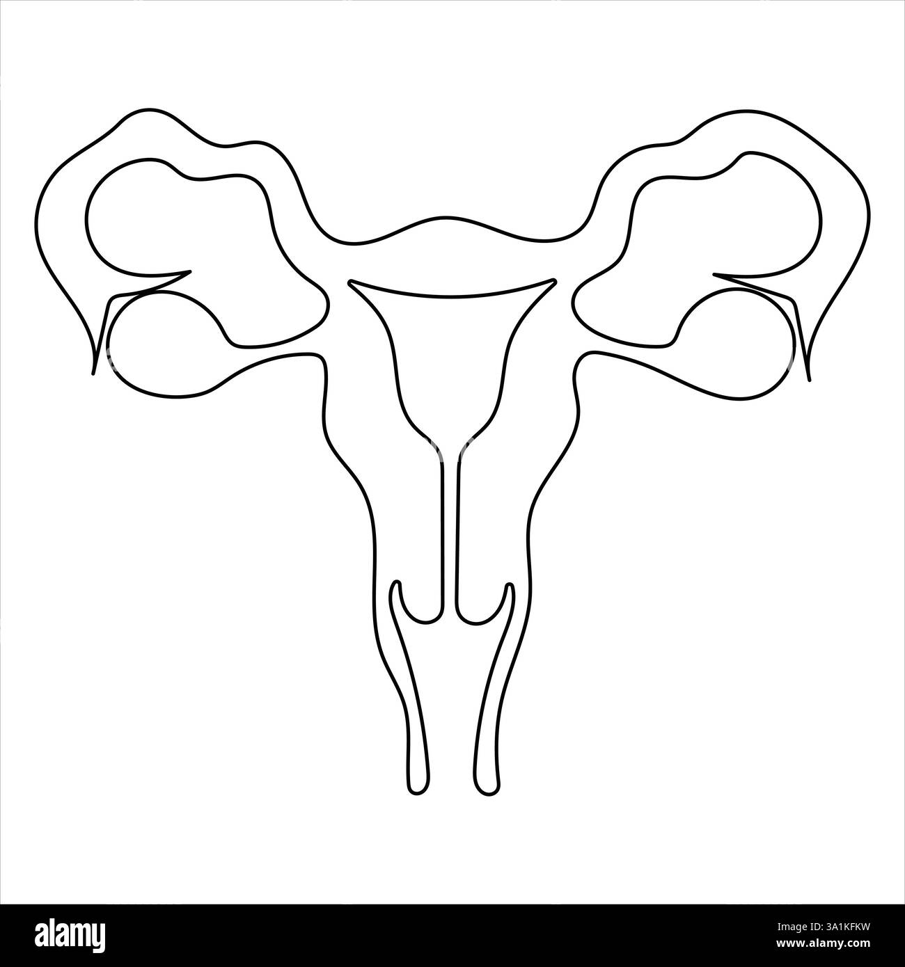 Female reproductive system diagram Black and White Stock Photos ...
