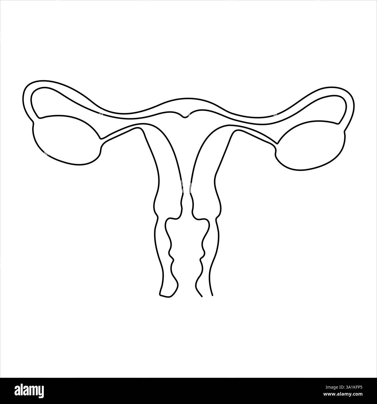 Female reproductive uterus of continuous single line art drawing and ...